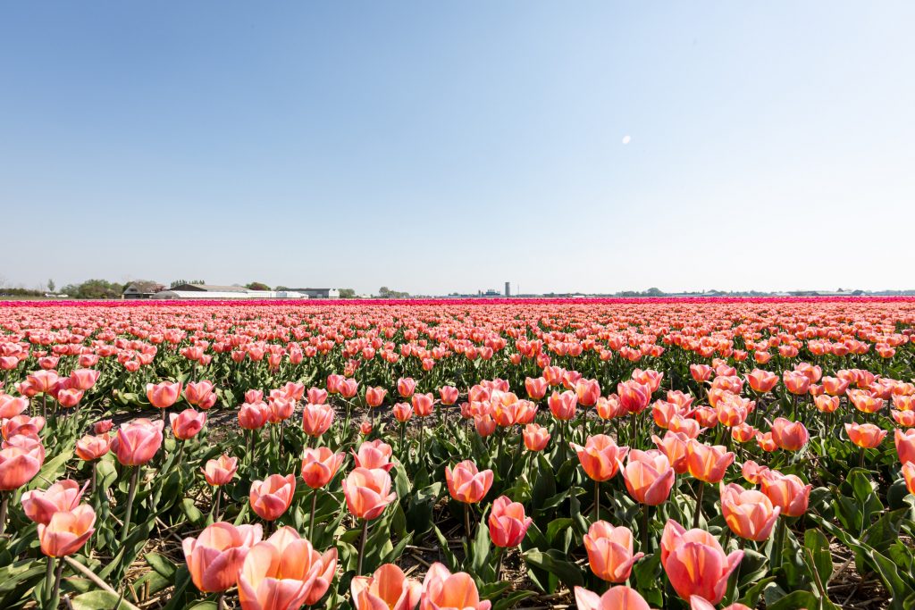 Daft Versus Employer of Record | Dutch Employer of Record